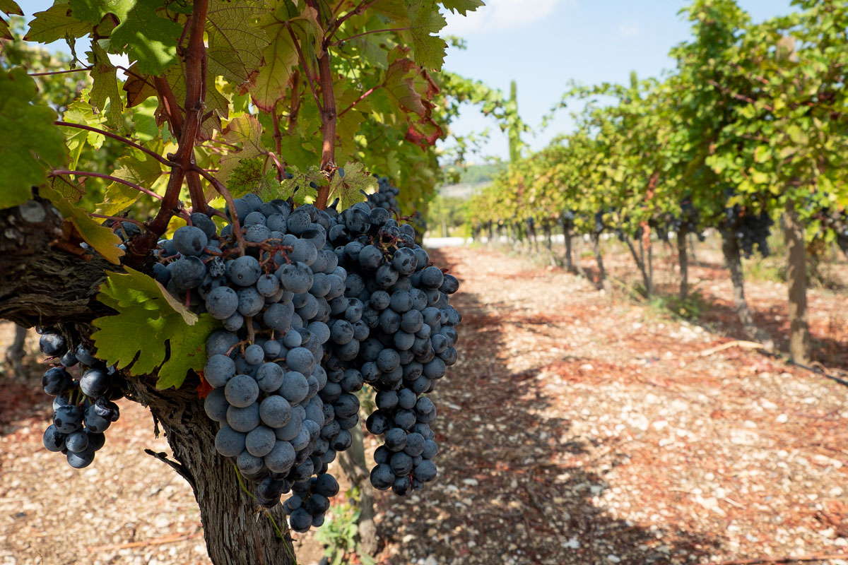 Discovering Turkish Wine on the Urla Vineyard Trail (Urla Bağ Yolu ...